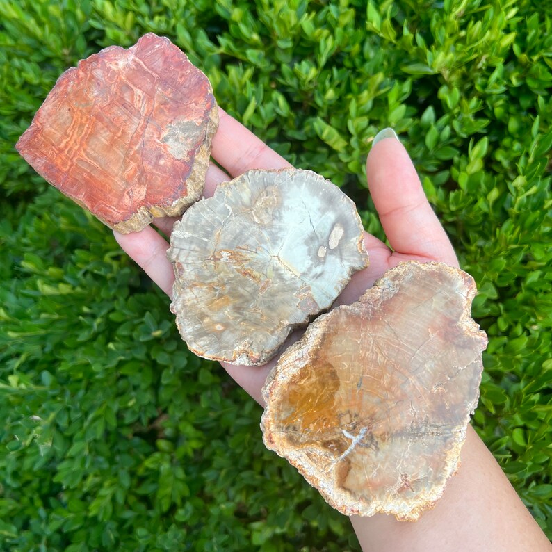 You Choose / Petrified Wood Slab / Fossilized Wood - Etsy