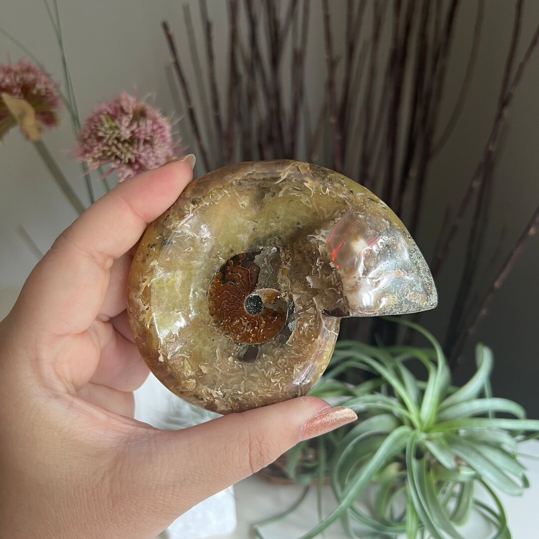 Ammonite Fossil Bowl With Red Flash / Trinket Bowl / Smudge Bowl - Etsy