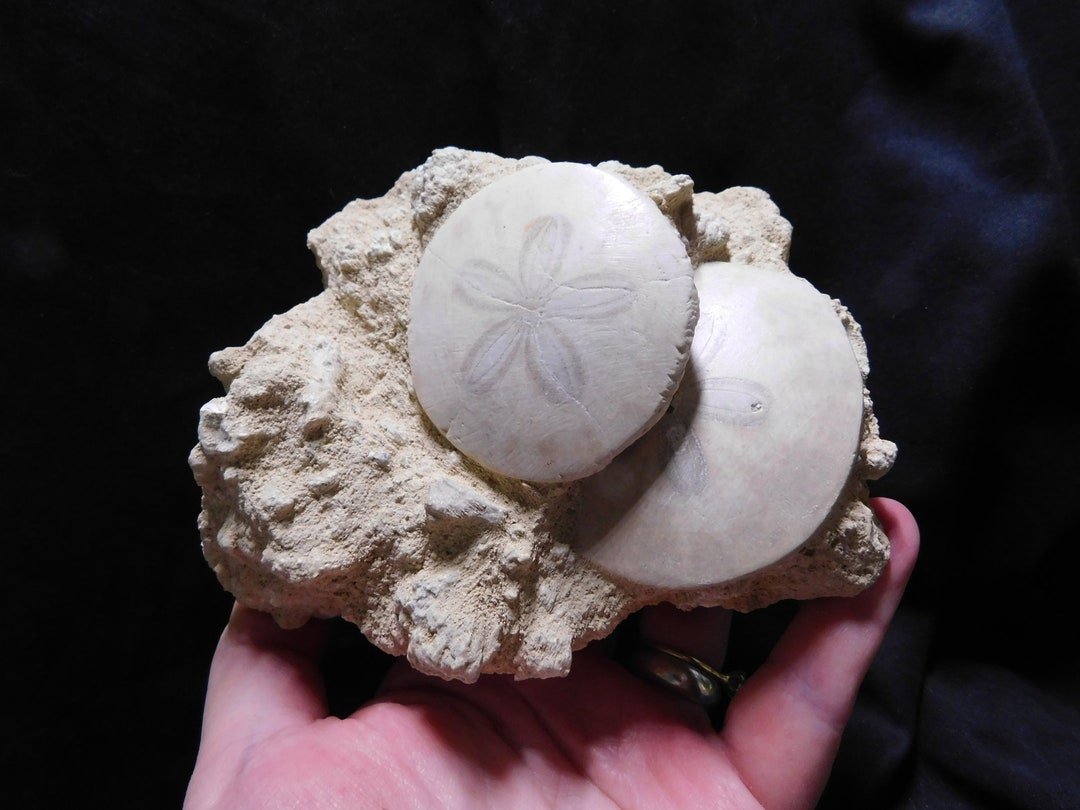 Beautiful Fossil Sand Dollars From France, Miocene Period, Scutella, Echinoderm, Fossil Specimen ...
