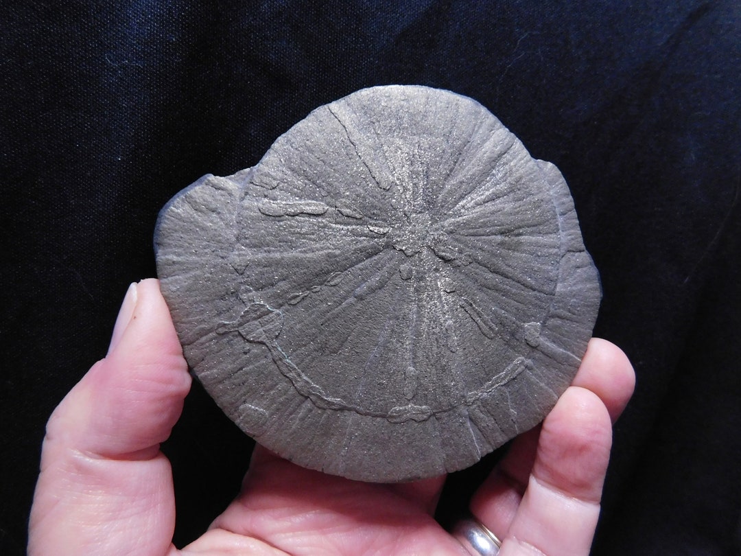 Pyrite Sun From IL ~ Pyrite Disk - Etsy