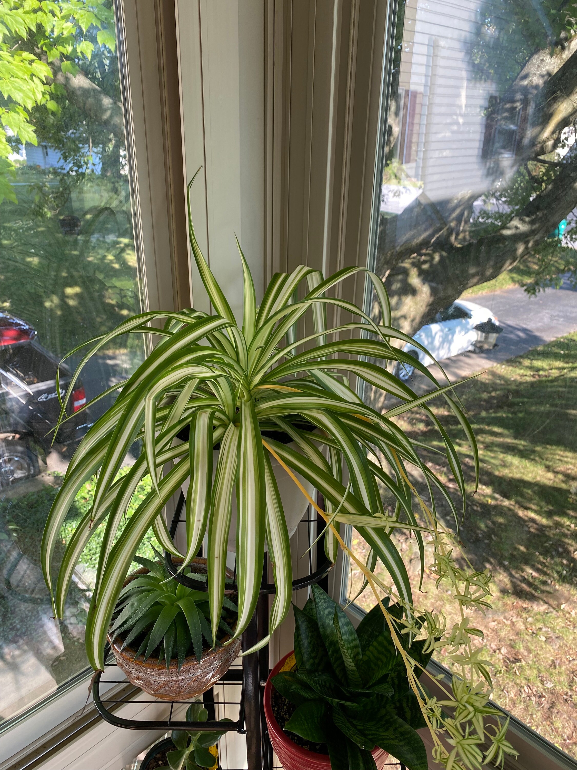 Spider Plant - Etsy