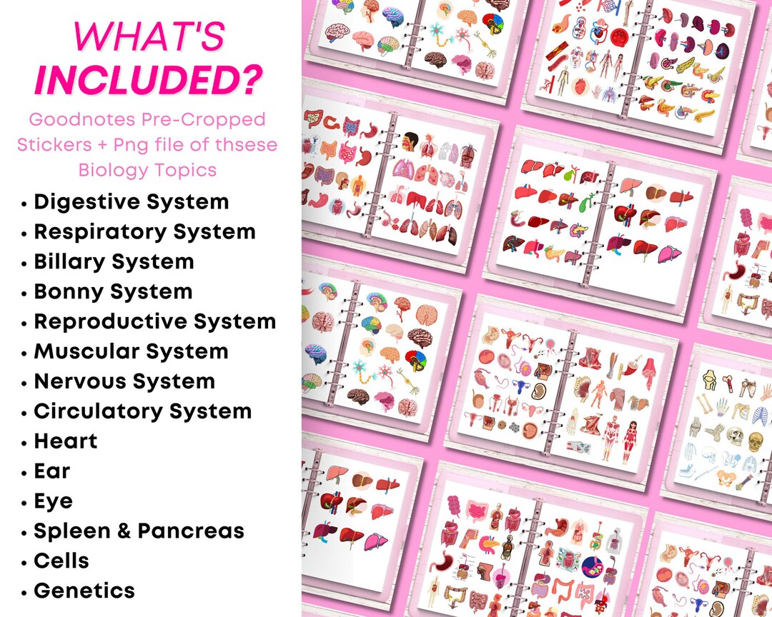 Biology & Anatomy Digital Stickers Hand-drawn iPad Goodnotes - Etsy