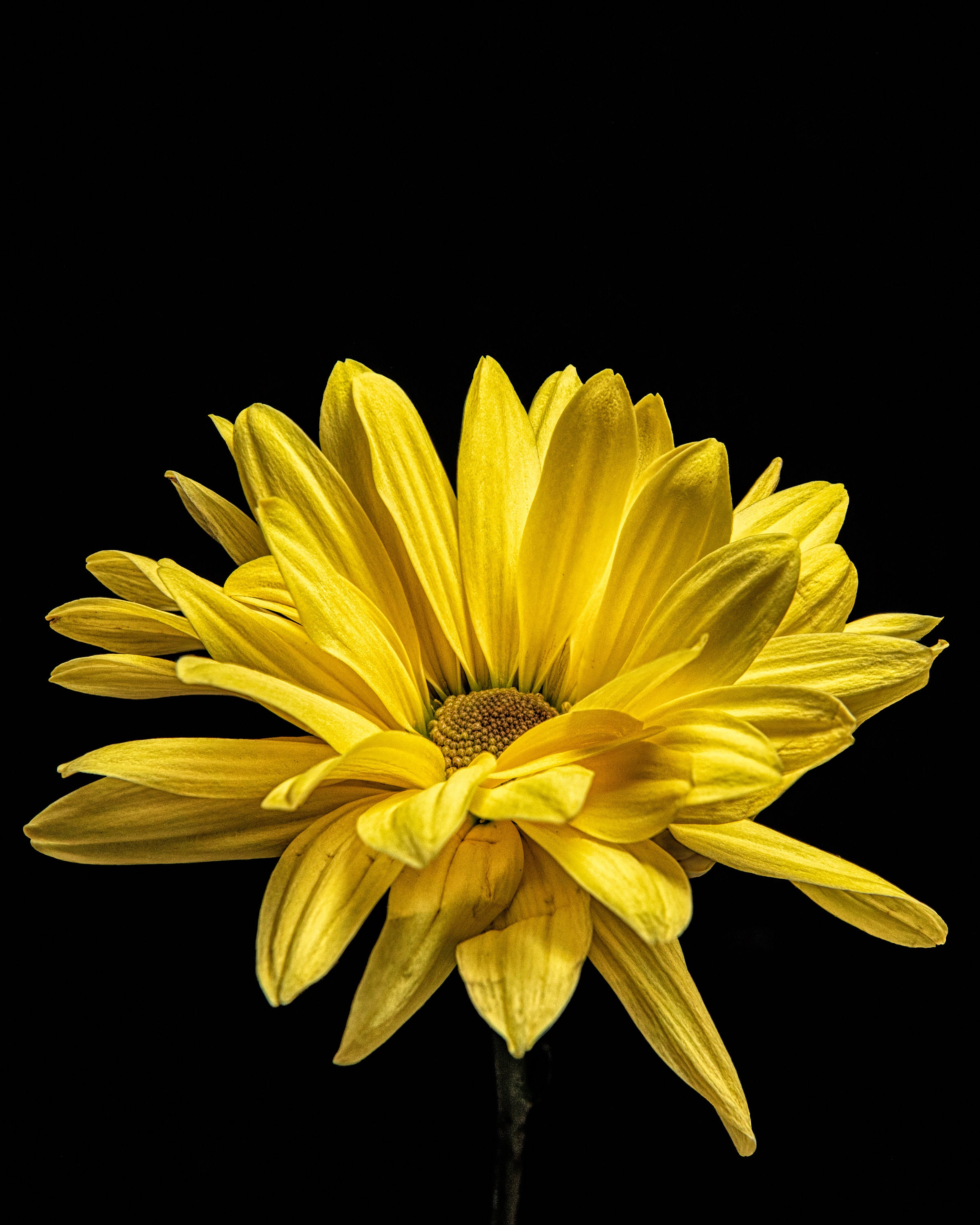 Yellow Daisy - Etsy