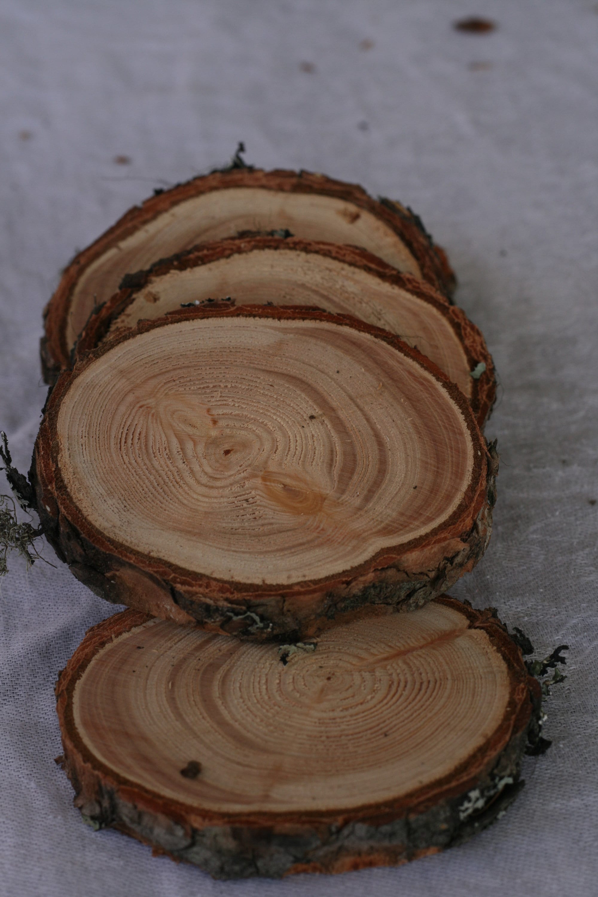 15 Douglas Fir Discs- Wood Discs, Tree Slices - Etsy