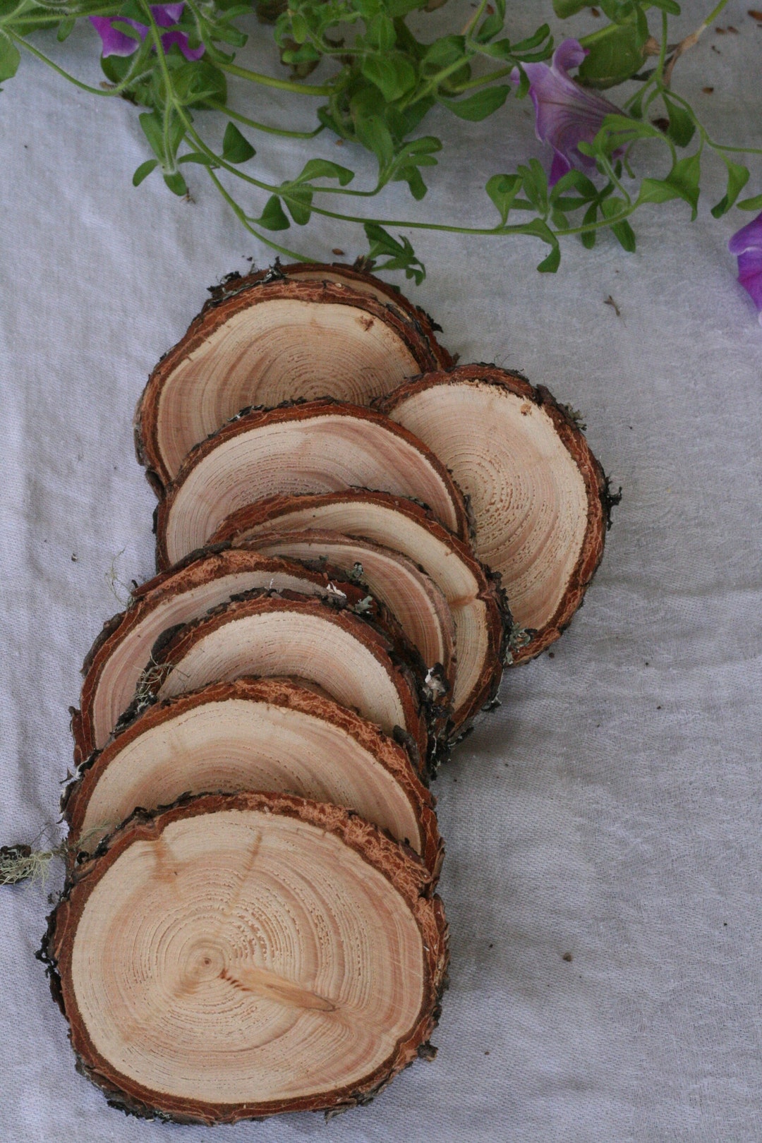 15 Douglas Fir Discs- Wood Discs, Tree Slices - Etsy