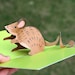 Pop-up Mouse Card, Pop up for Birthday, Card for Him, Card for Her ...