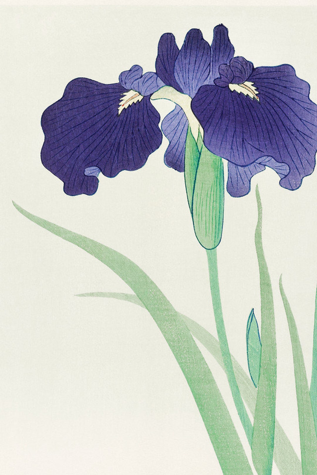 LARGE Vintage Iris Floral Poster, Floral Art, Flowers, Flower, Iris ...