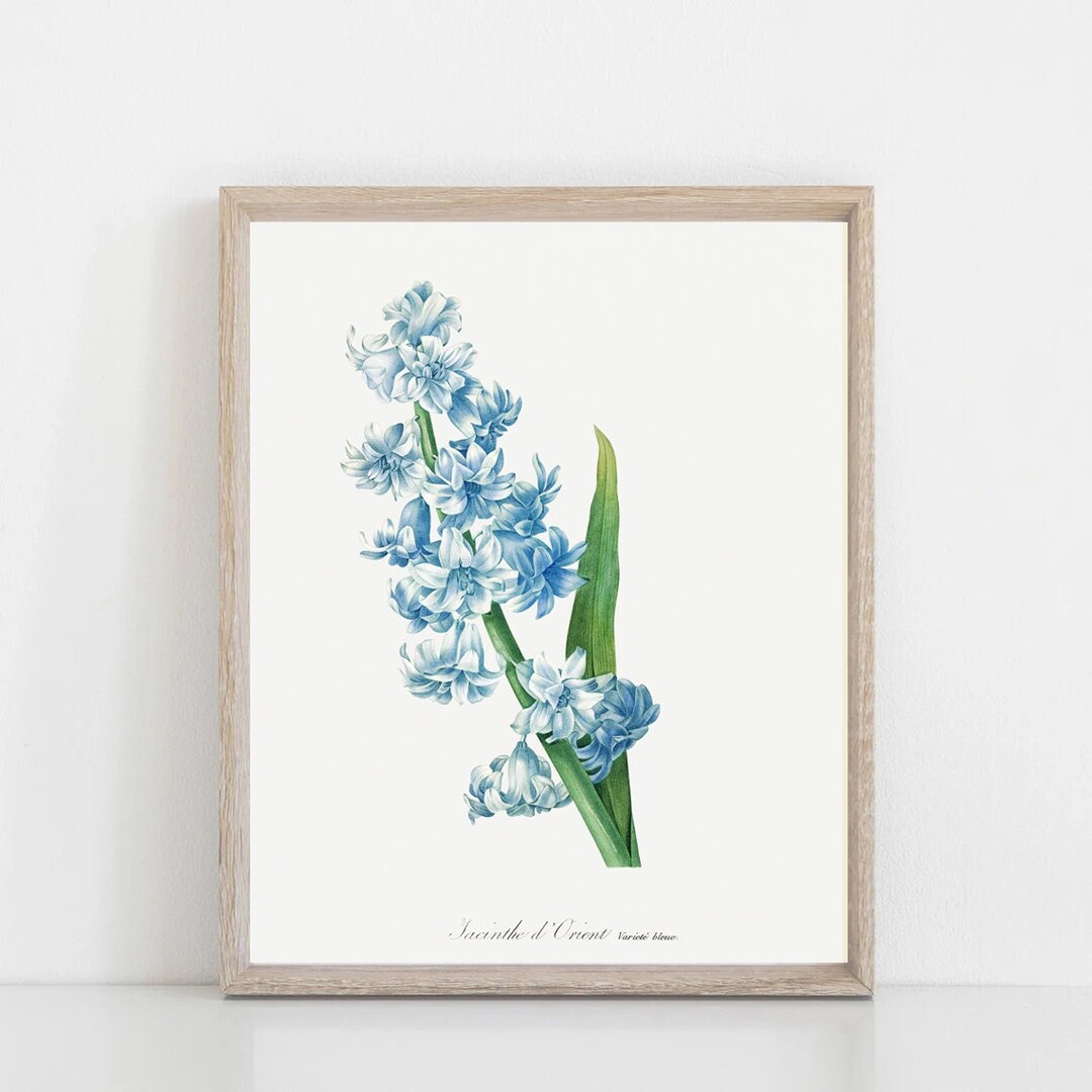 Blue Hyacinth, Pierre-joseph Redouté, Hyacinth Art Print, Print of a ...