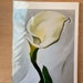 Georgia O’keeffe, Calla Lily Art, Calla Lily Turned Away, Flower Art ...