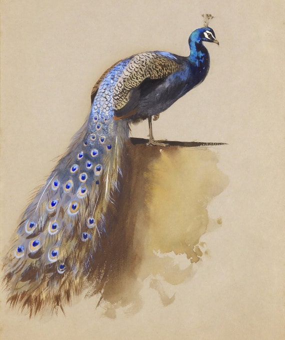 Peacock Art Peacock Print Chinoiserie Art Deco Peacock - Etsy