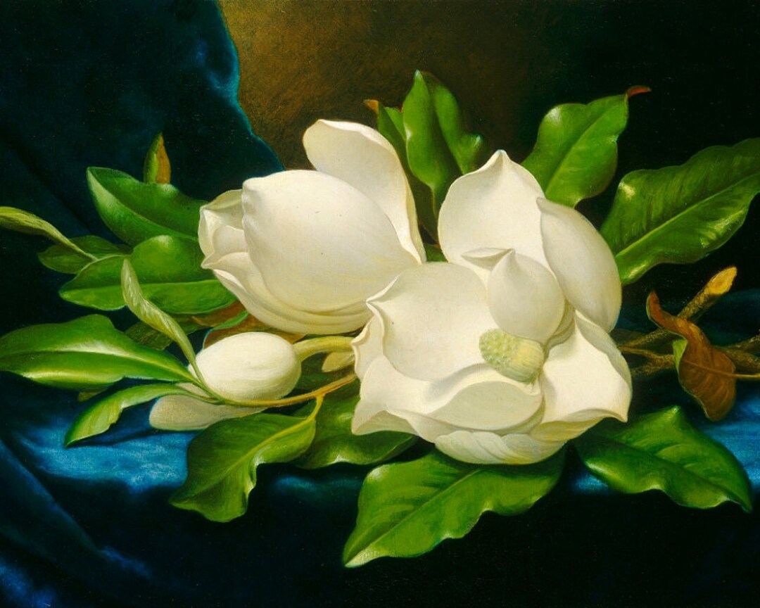Martin Johnson Heade, Giant Magnolias on a Blue Velvet Cloth, Magnolia ...