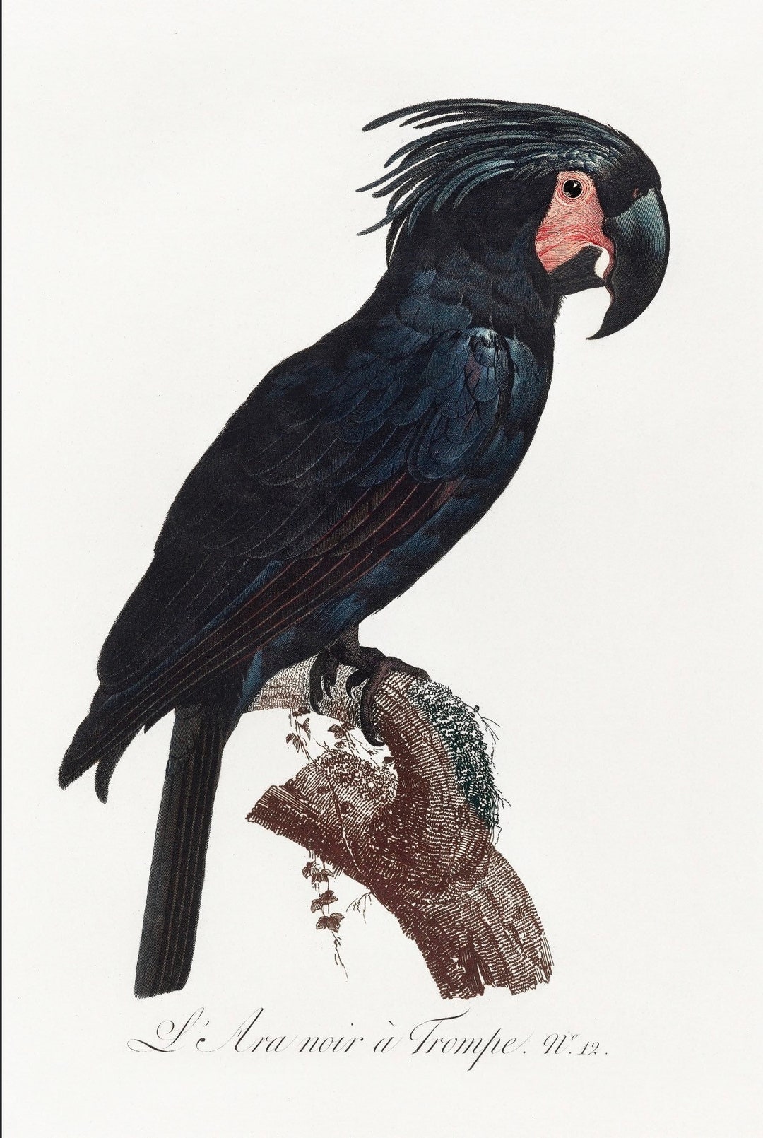 LARGE Vintage Bird Poster, Bird Art, Bird Wall Art, Birds, Bird, Nature ...