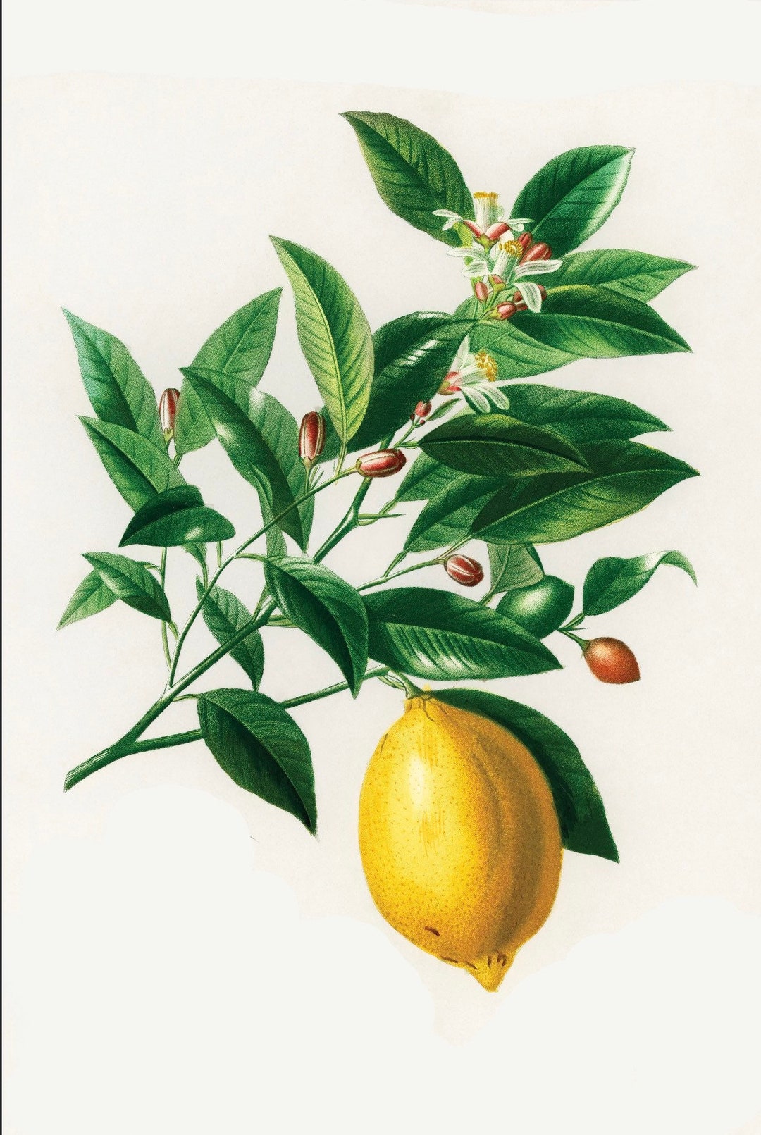 Lemon Art Print, Illustration Art, Vintage, Antique, Kitchen Wall Art ...