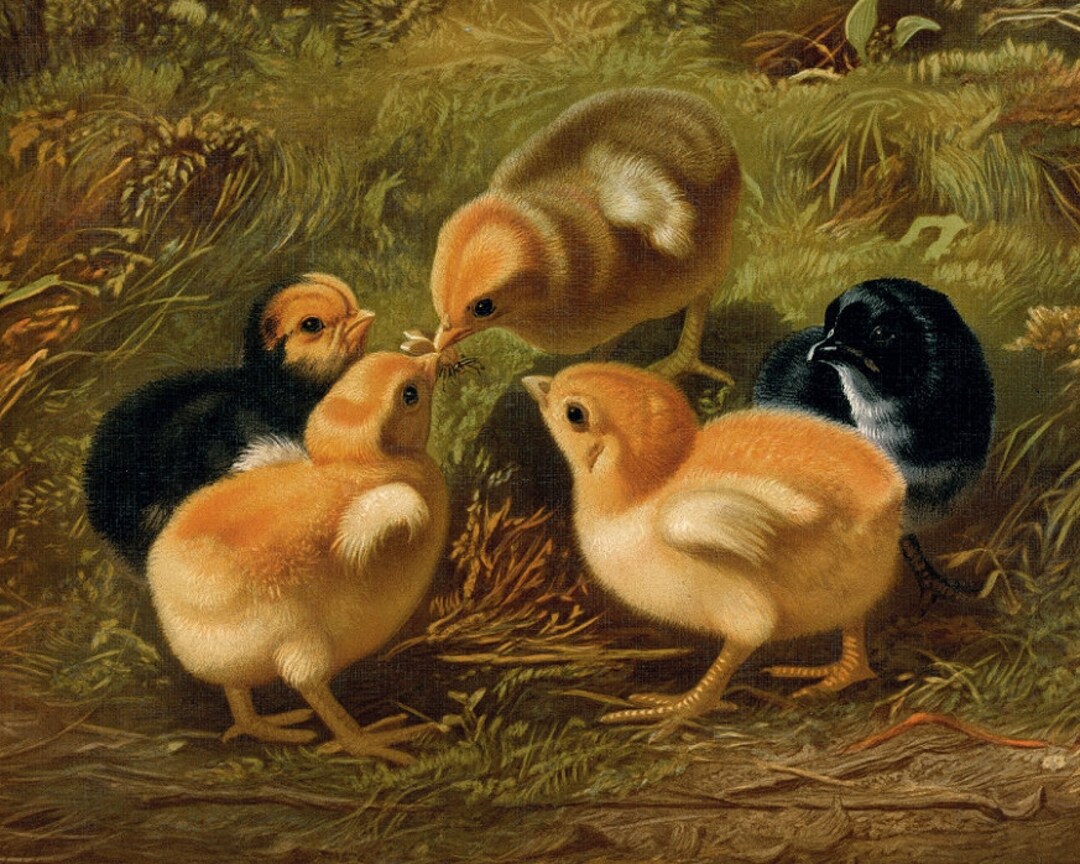Vintage Chicks Art Print, Nursery Wall Art, Cottage Decor, Farmhouse ...