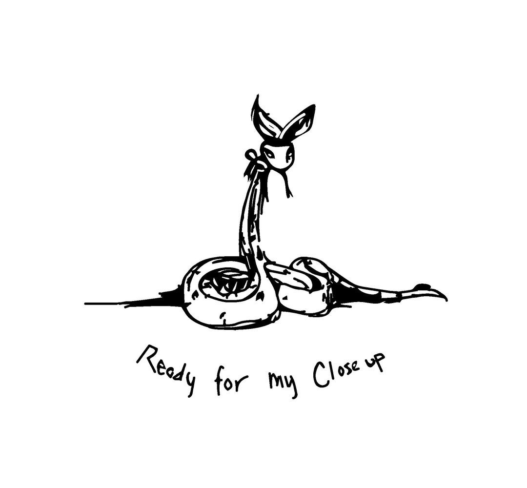 Snake PNG | Funny Snake Meme | I'm Ready for My Close-up | Mr. Demille ...