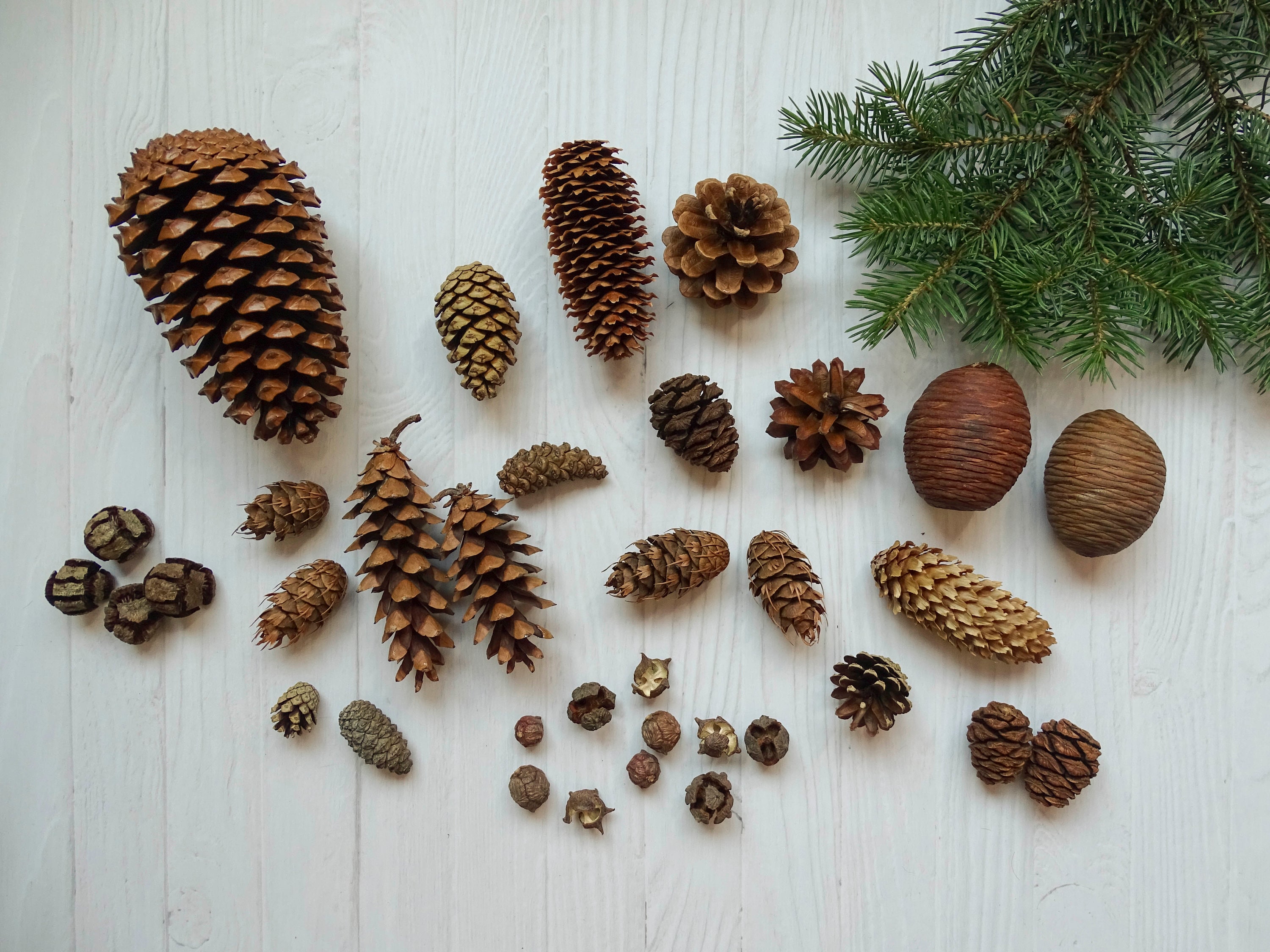 Types Of Pine Cones