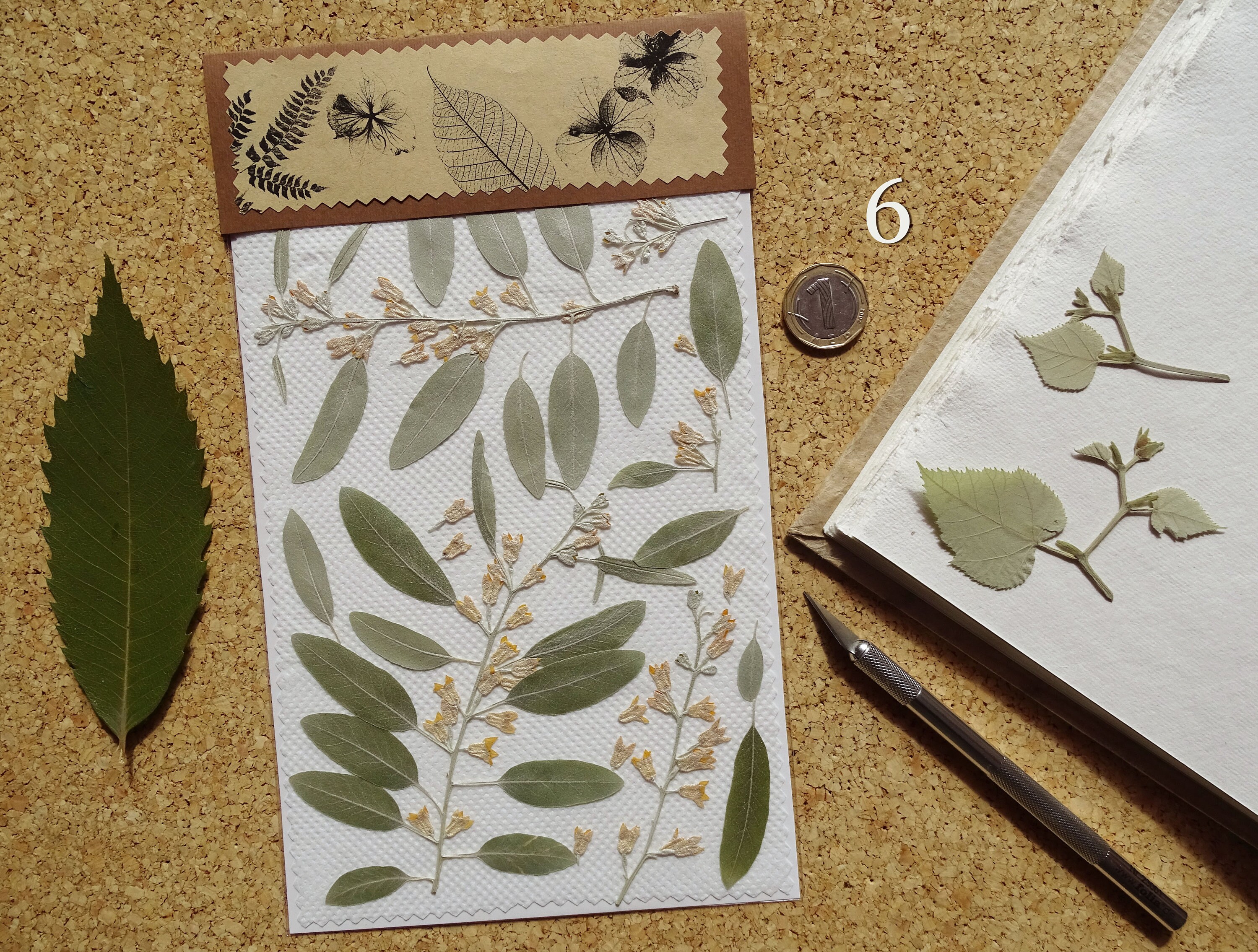 Pressed Flowers and Leaves Wolf Willow Herbarium Dry - Etsy