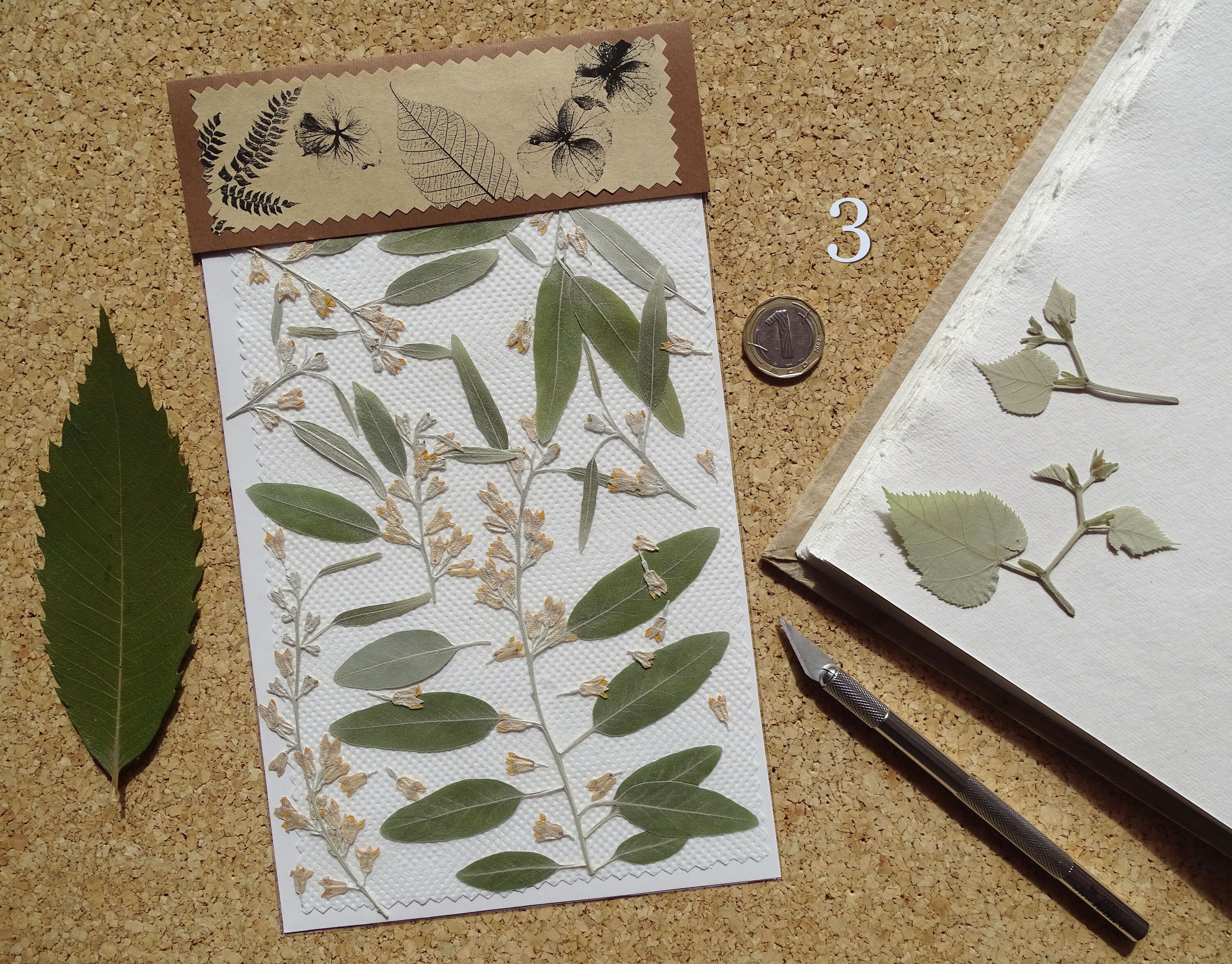 Pressed Flowers and Leaves Wolf Willow Herbarium Dry - Etsy