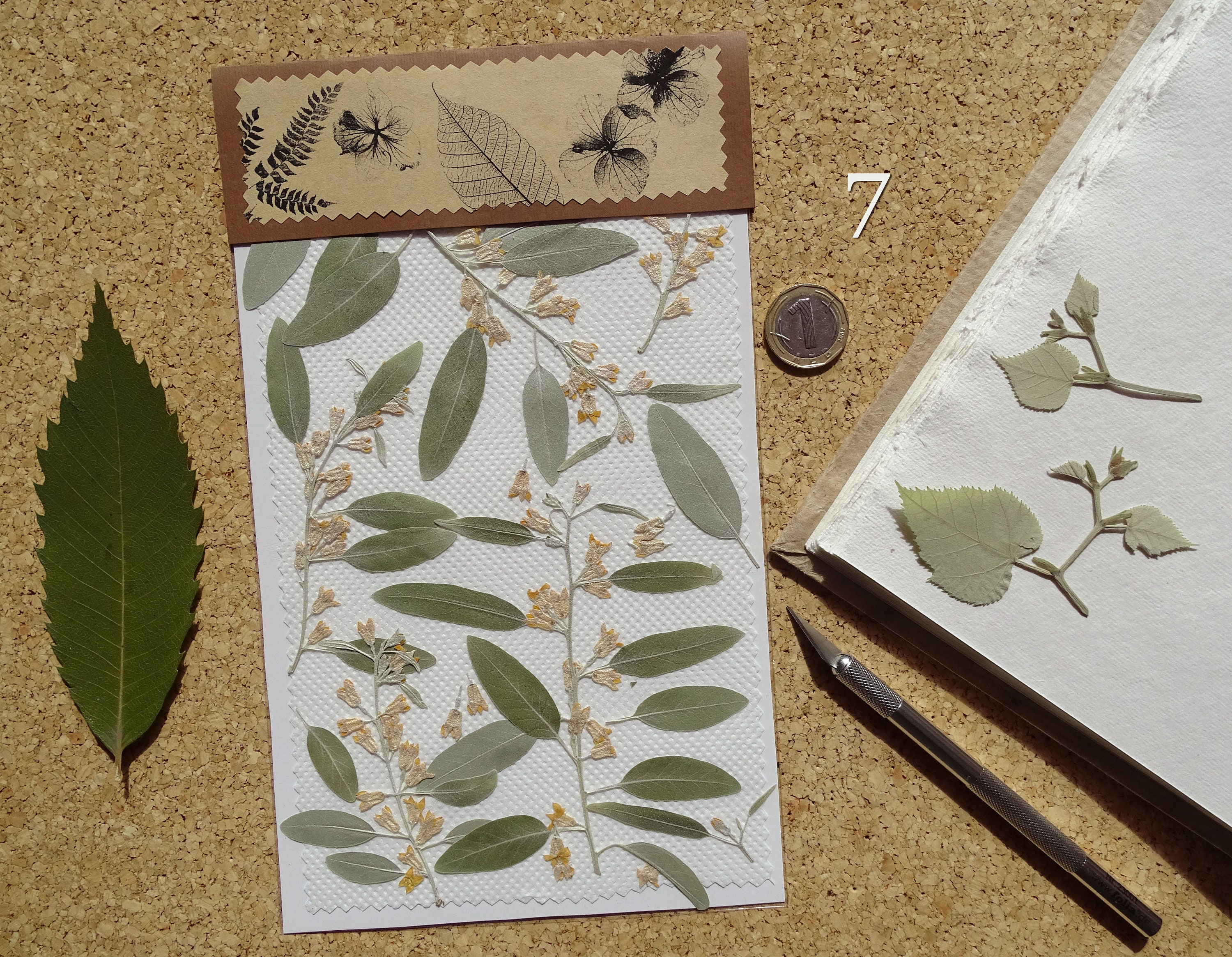Pressed Flowers and Leaves Wolf Willow Herbarium Dry - Etsy