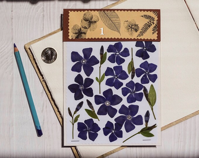 Pressed Flowers Lesser Periwinkle Dry Dwarf Periwinkle - Etsy