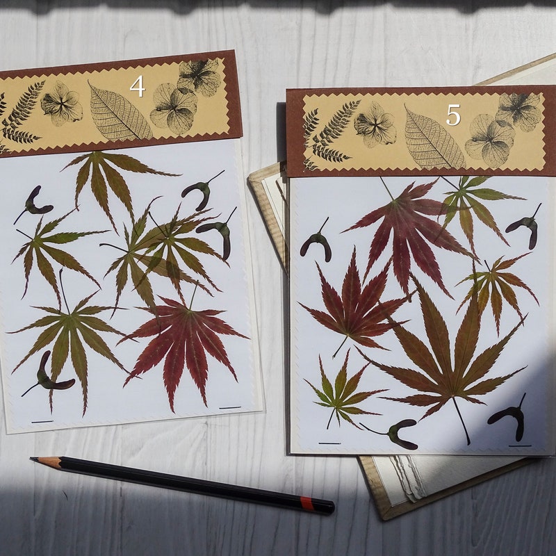 Helicopter Seed - Etsy