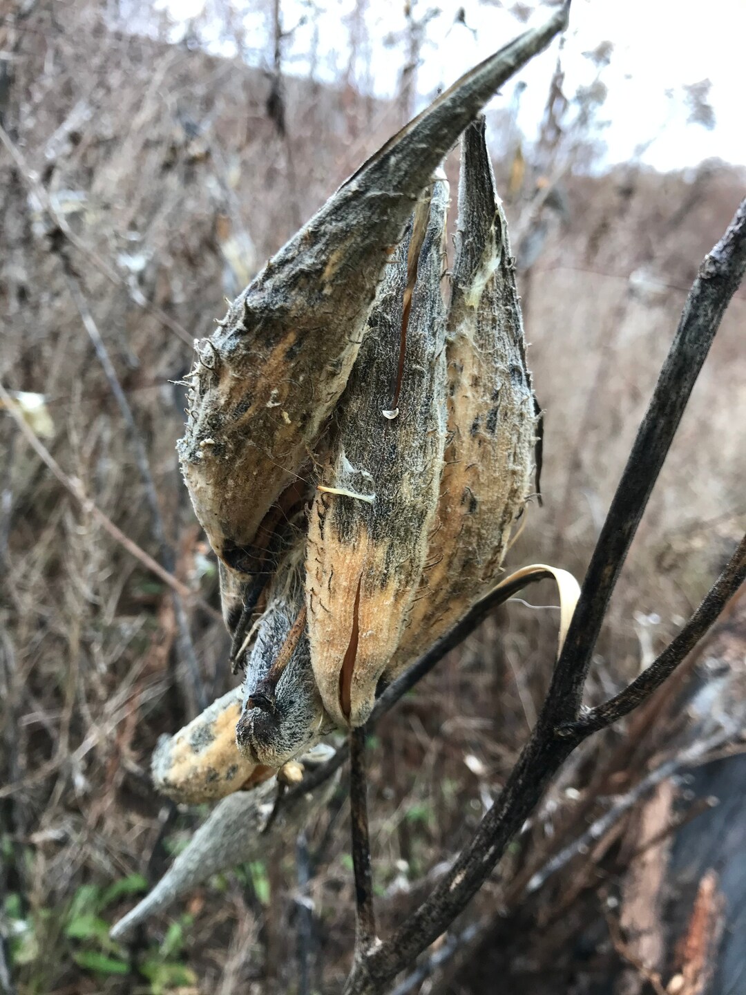 Common Milkweed Seeds - Asclepias Syriaca - Packet of 50 - Etsy