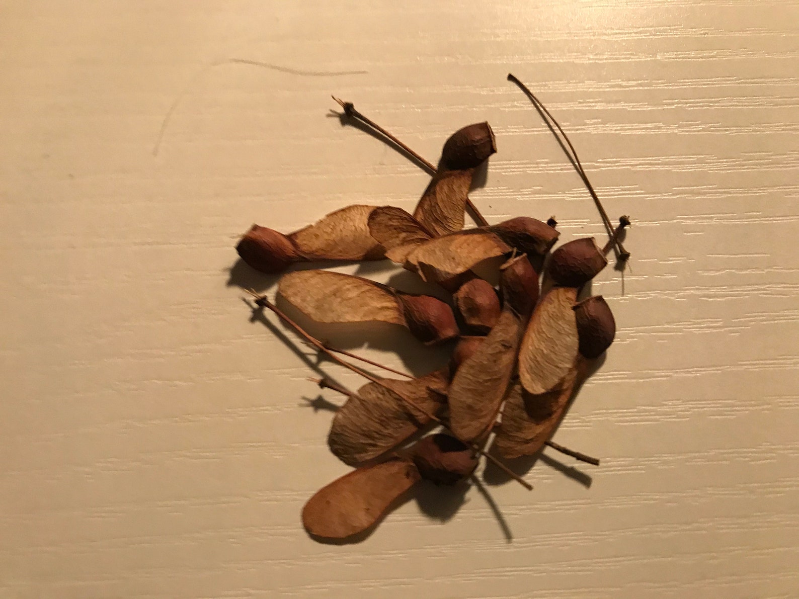 Sugar Maple Seeds Acer Saccharum Packet of 25 - Etsy