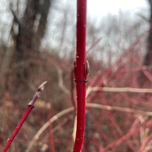 Red Twig Dogwood Cuttings Long Twigs for Winter Decoration - Etsy
