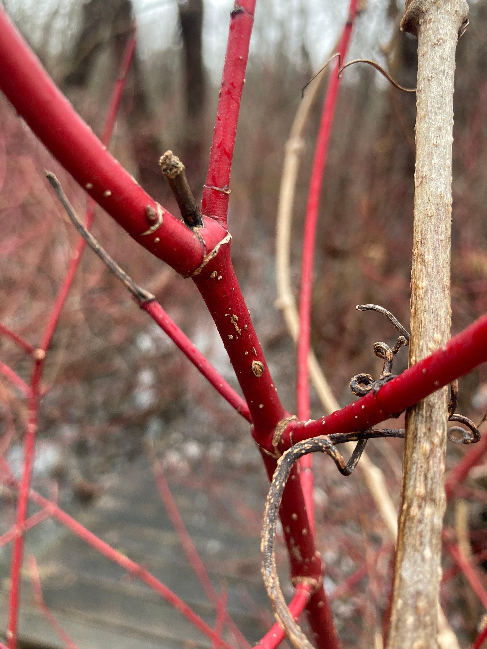 Red Twig Dogwood Cuttings Long Twigs for Winter Decoration - Etsy