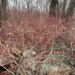 Red Twig Dogwood Cuttings Long Twigs for Winter Decoration - Etsy
