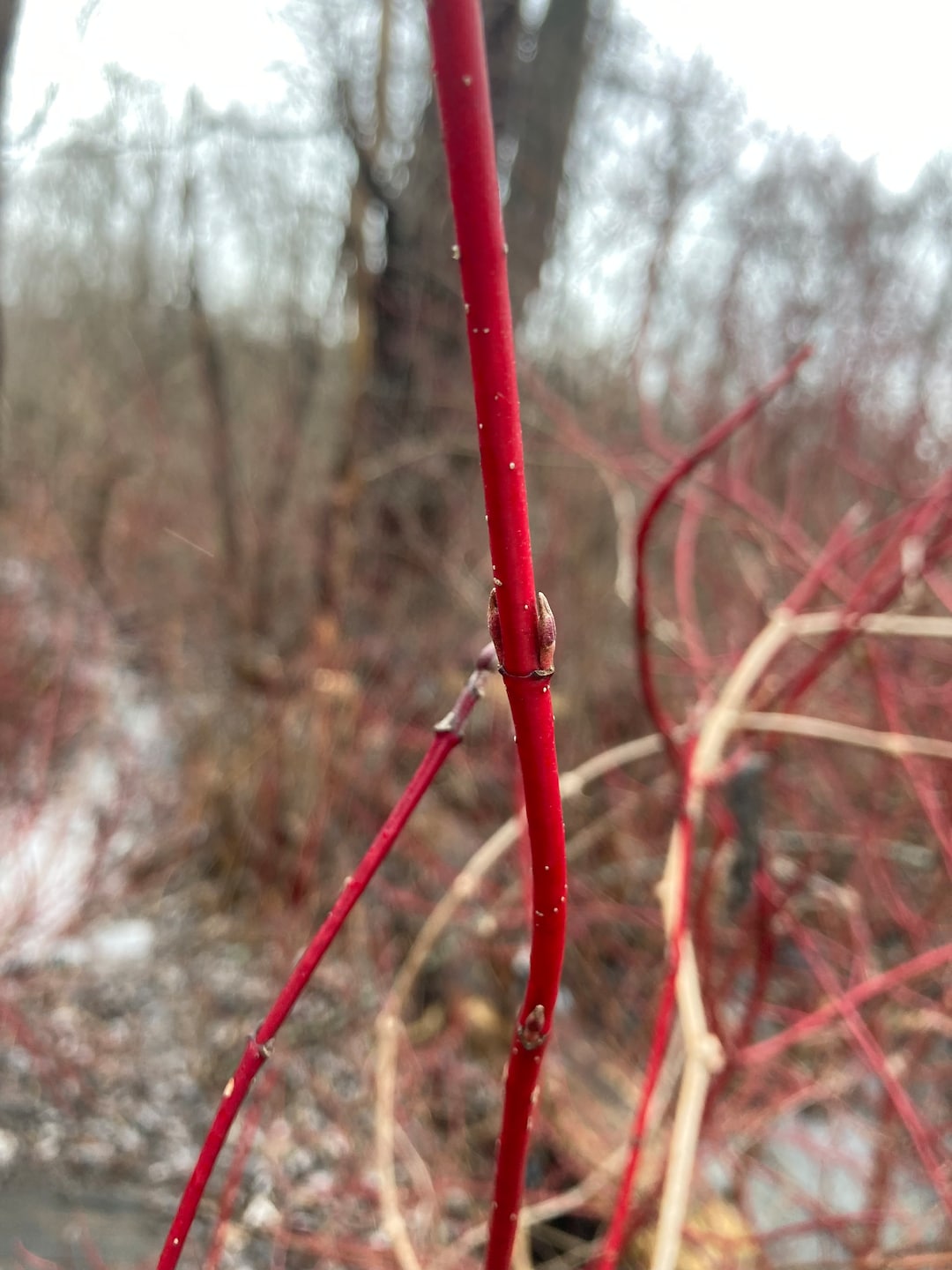 Red Twig Dogwood Cuttings Long Twigs for Winter Decoration - Etsy