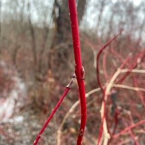 Red Twig Dogwood Cuttings Long Twigs for Winter Decoration - Etsy