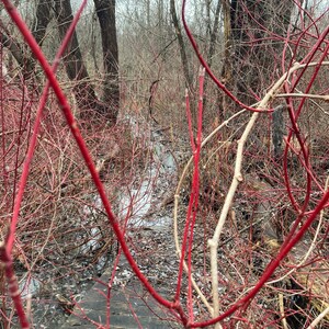 Red Twig Dogwood Cuttings Long Twigs for Winter Decoration - Etsy