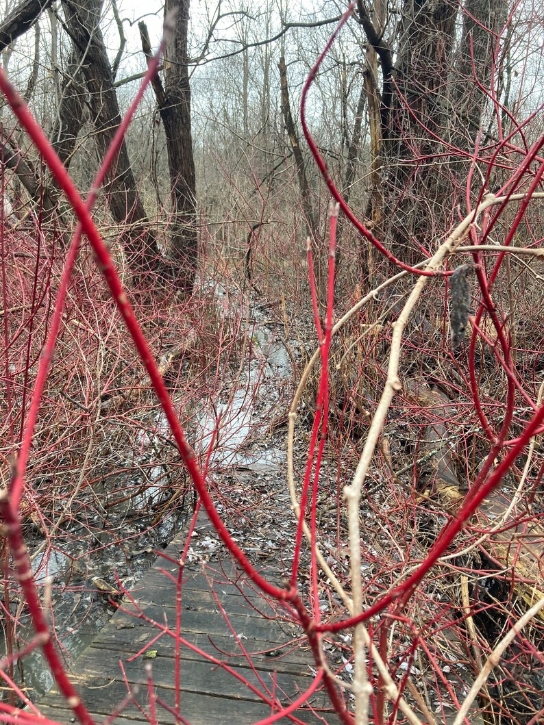 Red Twig Dogwood Cuttings Long Twigs for Winter Decoration - Etsy