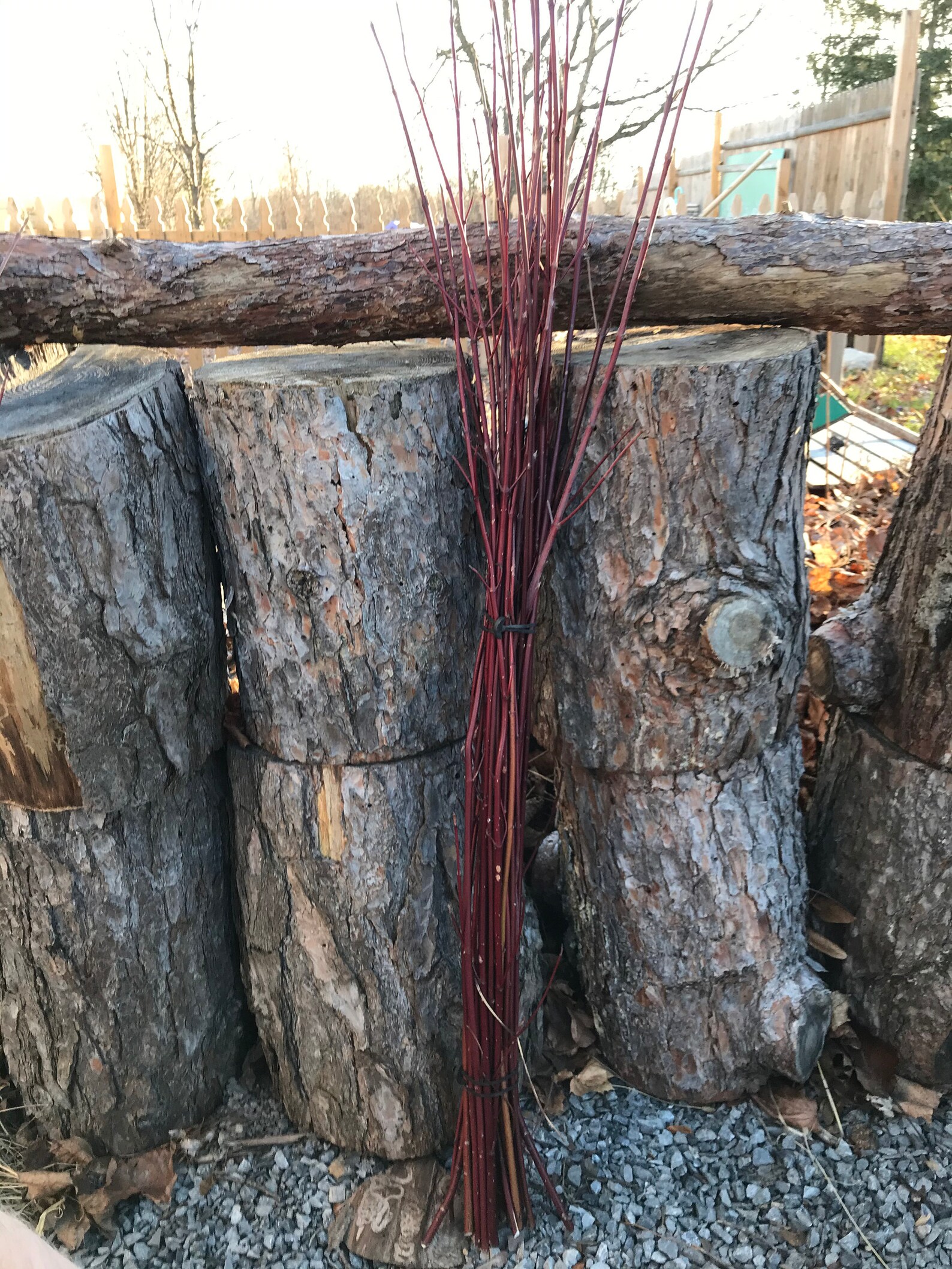 Red Twig Dogwood Cuttings Long Twigs for Winter Decoration - Etsy