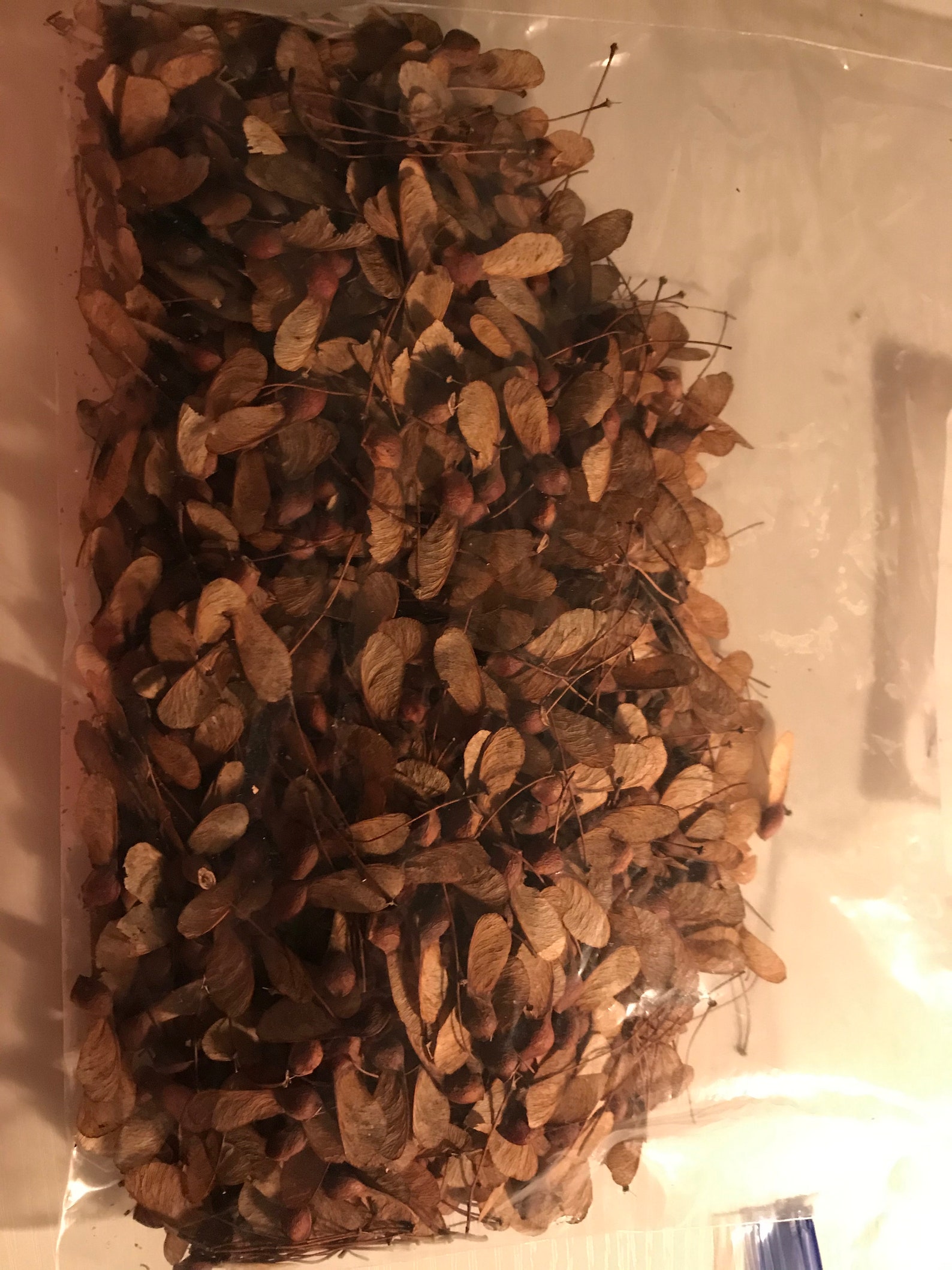 Sugar Maple Seeds Acer Saccharum Packet of 25 - Etsy