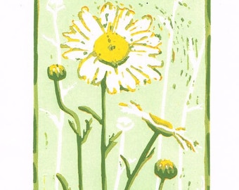 Auricula Flower Art Print Autumn Raspberry Original Limited Edition ...