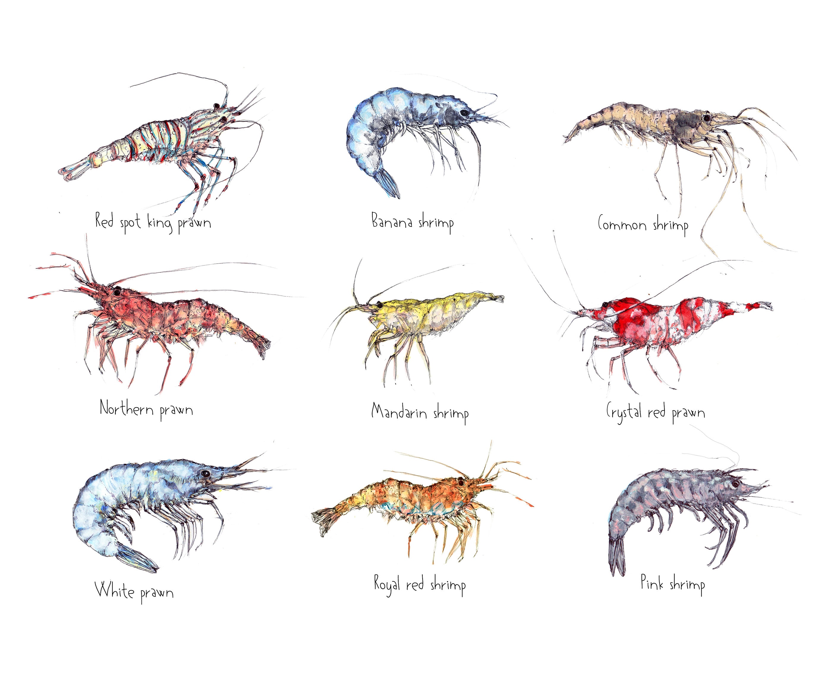 Types Of Prawns