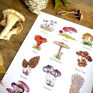 Funghi Print Art Mushrooms Forest Fall Illustrations - Etsy