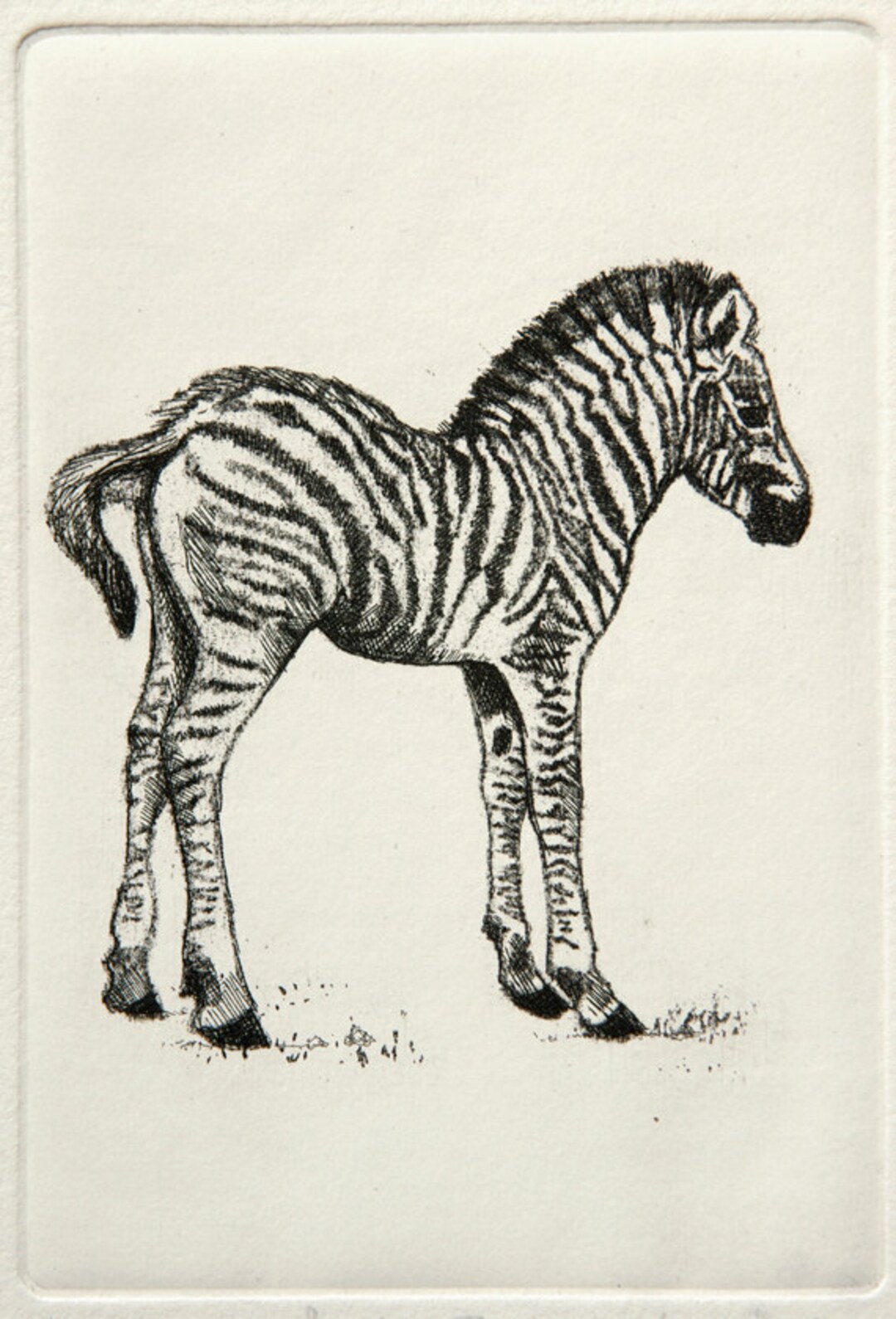 Baby Zebra Etching - Etsy