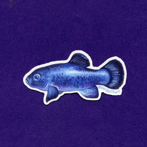 Devils Hole Pupfish Vinyl Sticker Fish Sticker Death Valley - Etsy