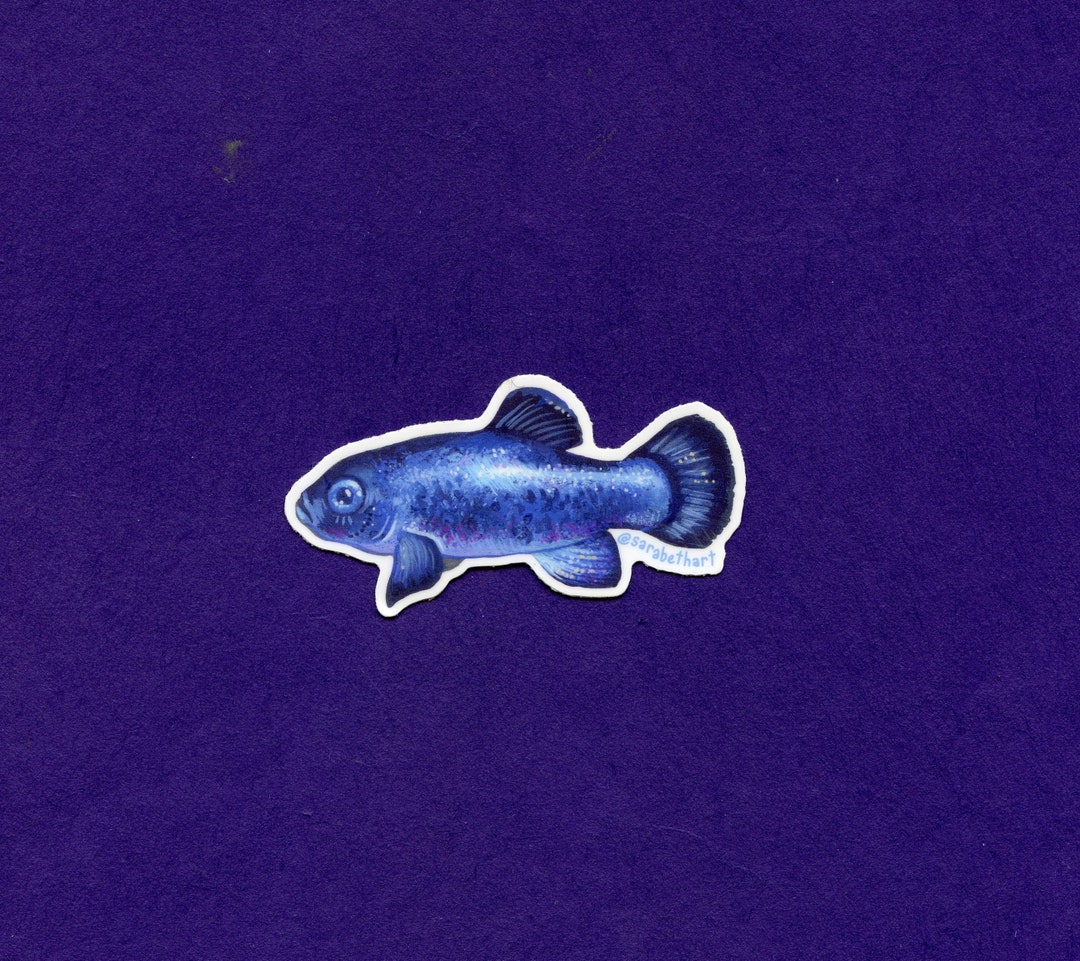 Devils Hole Pupfish Vinyl Sticker Fish Sticker Death - Etsy