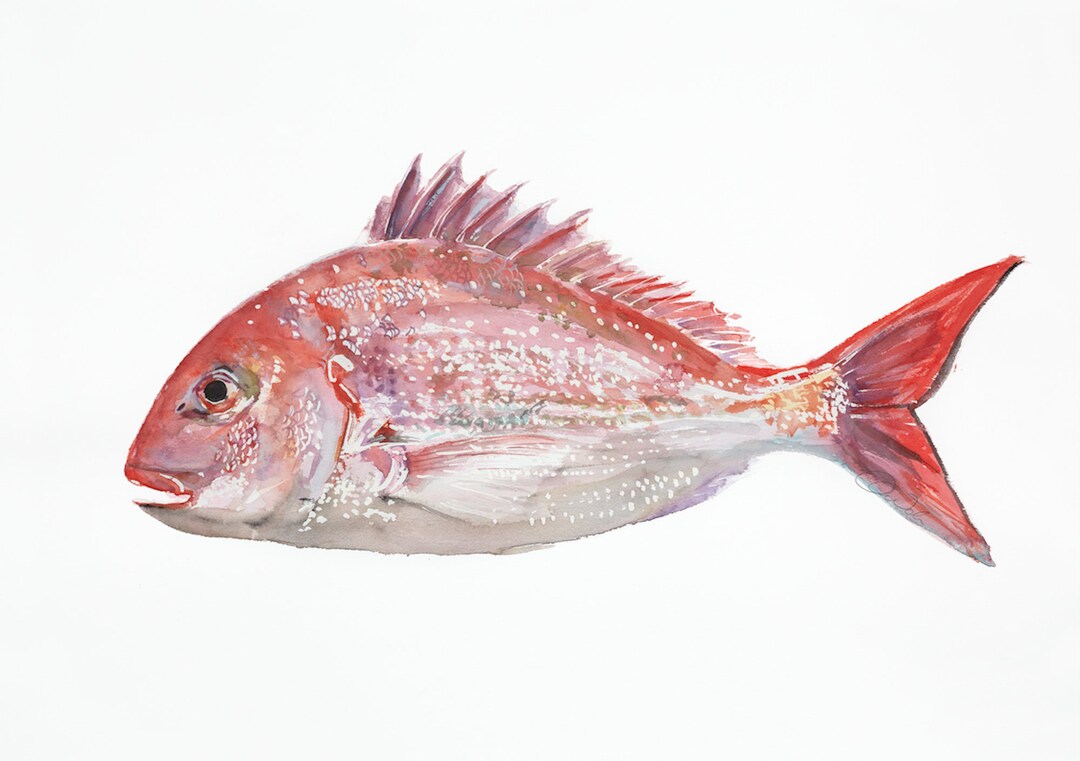 Fish Watercolor Print | Red Snapper, Fish Print, Painting Wall Art ...