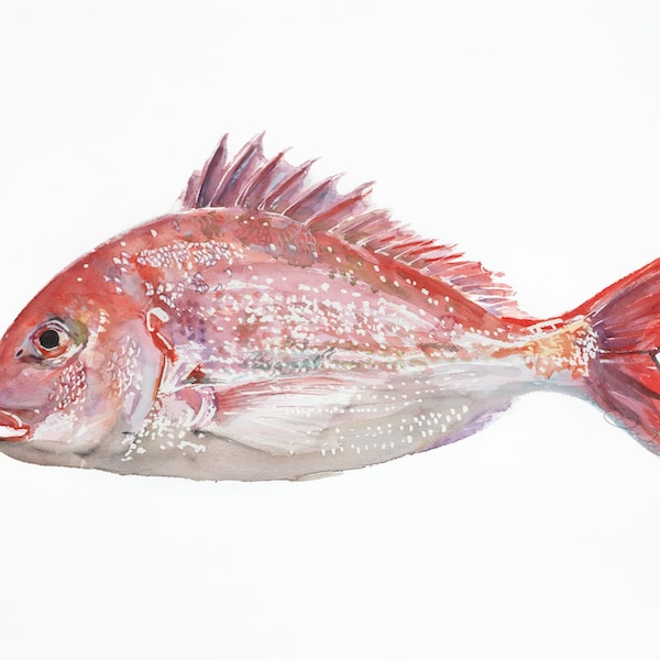 Fish Watercolor - Etsy