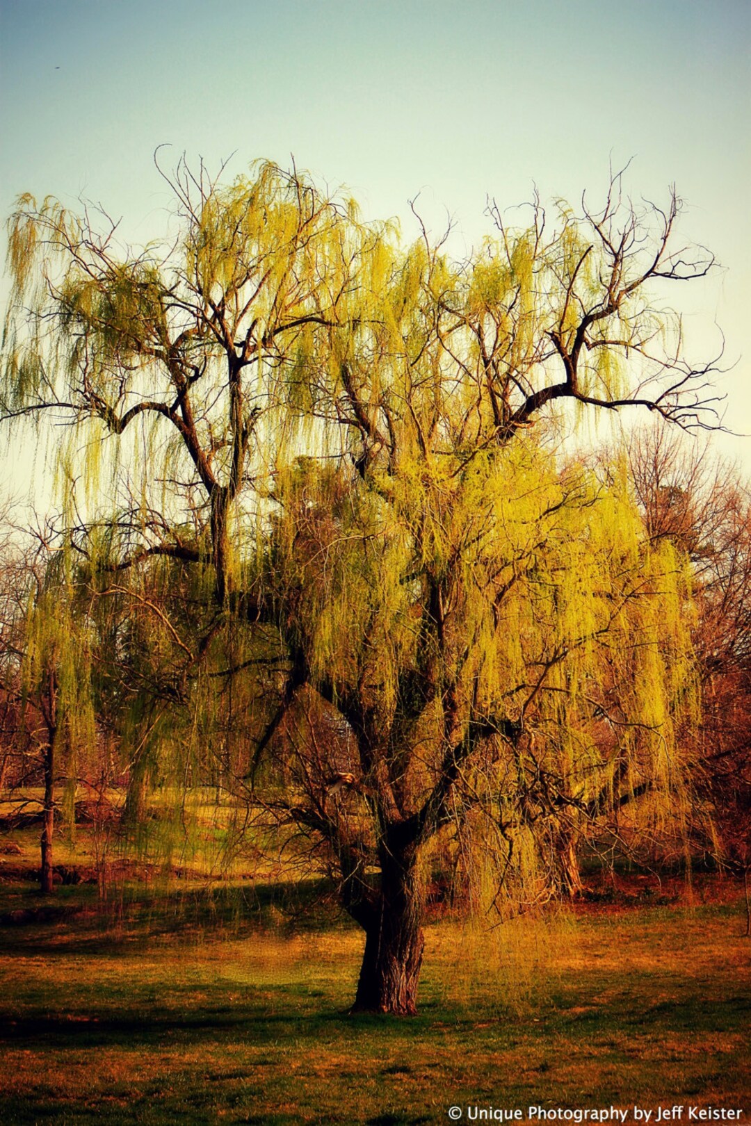 Landscape Photography Nature Photography Tree Photography - Etsy