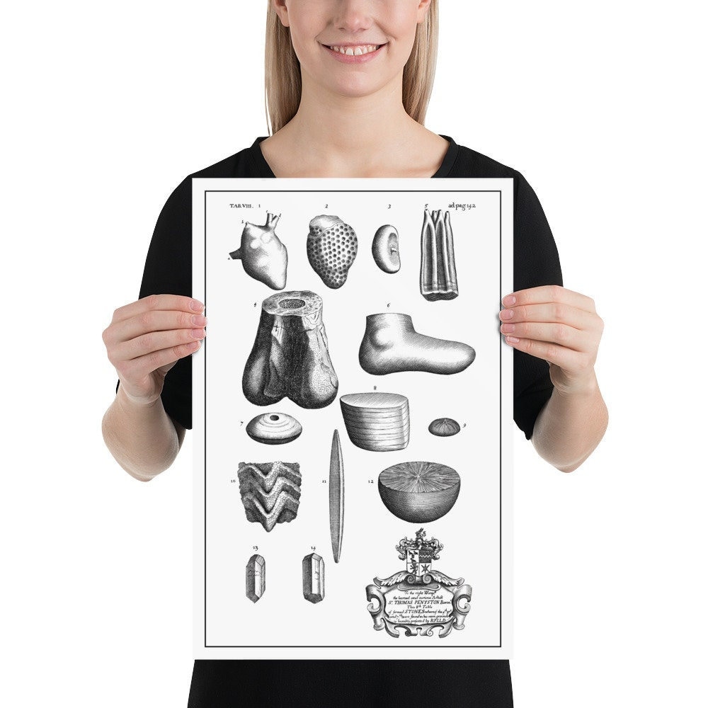 First Dinosaur Bone Illustration Print - Robert Plot, Natural History ...