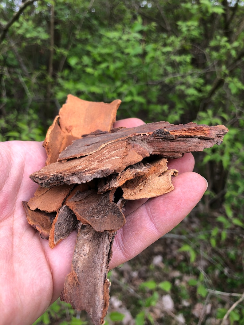 Sassafras Root Bark Freshly Harvested Cut & Sifted Red - Etsy