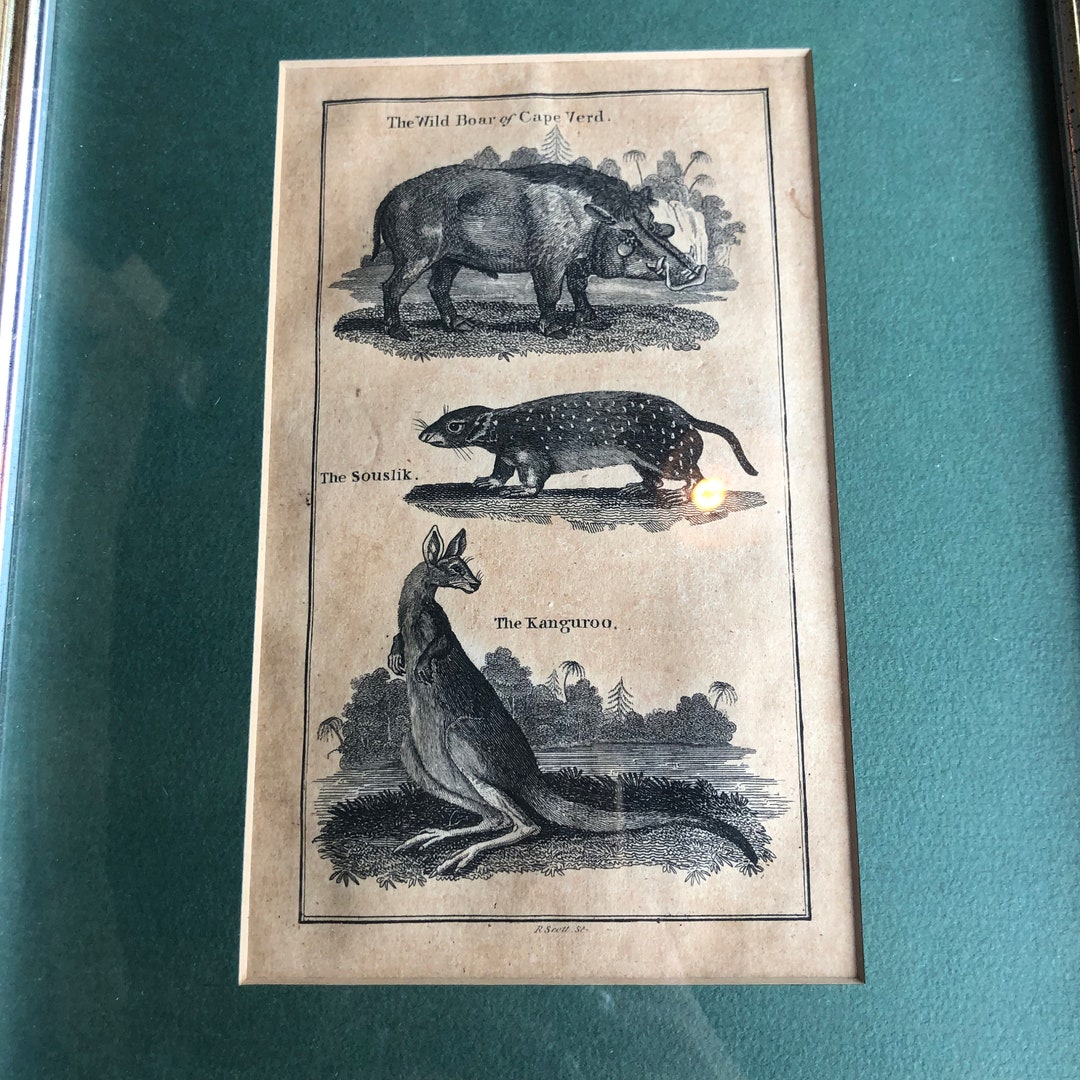 Antique World Animal Lithograph || Framed Wildlife Print || R. Scott ...