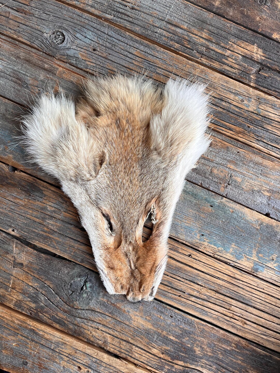Vintage Coyote Pelt , Fur Pelt , Coyote Fur , Soft Mount Taxidermy ...