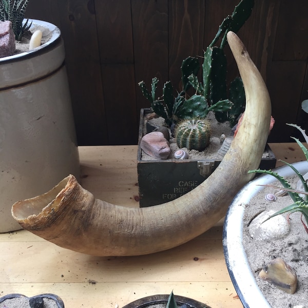 Animal Horn - Etsy